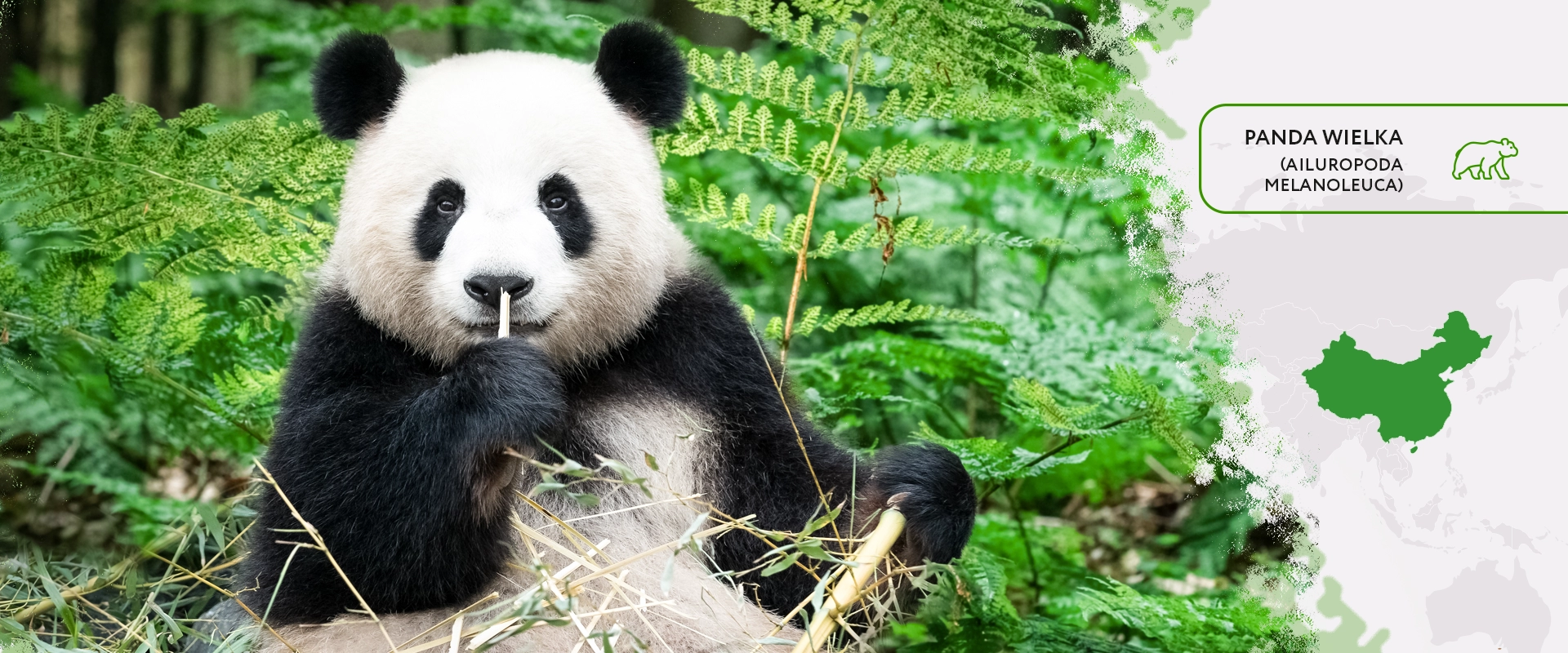 FAVNA . We, The Animals.