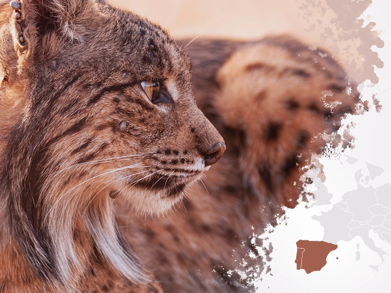 FAVNA - We,The Animals.