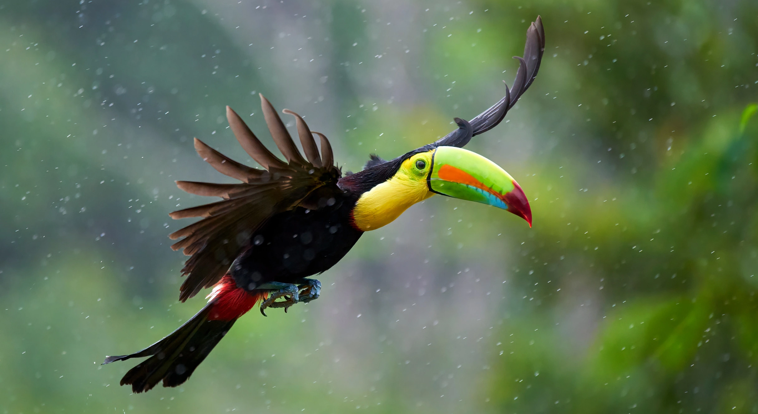 FAVNA . We, The Animals.