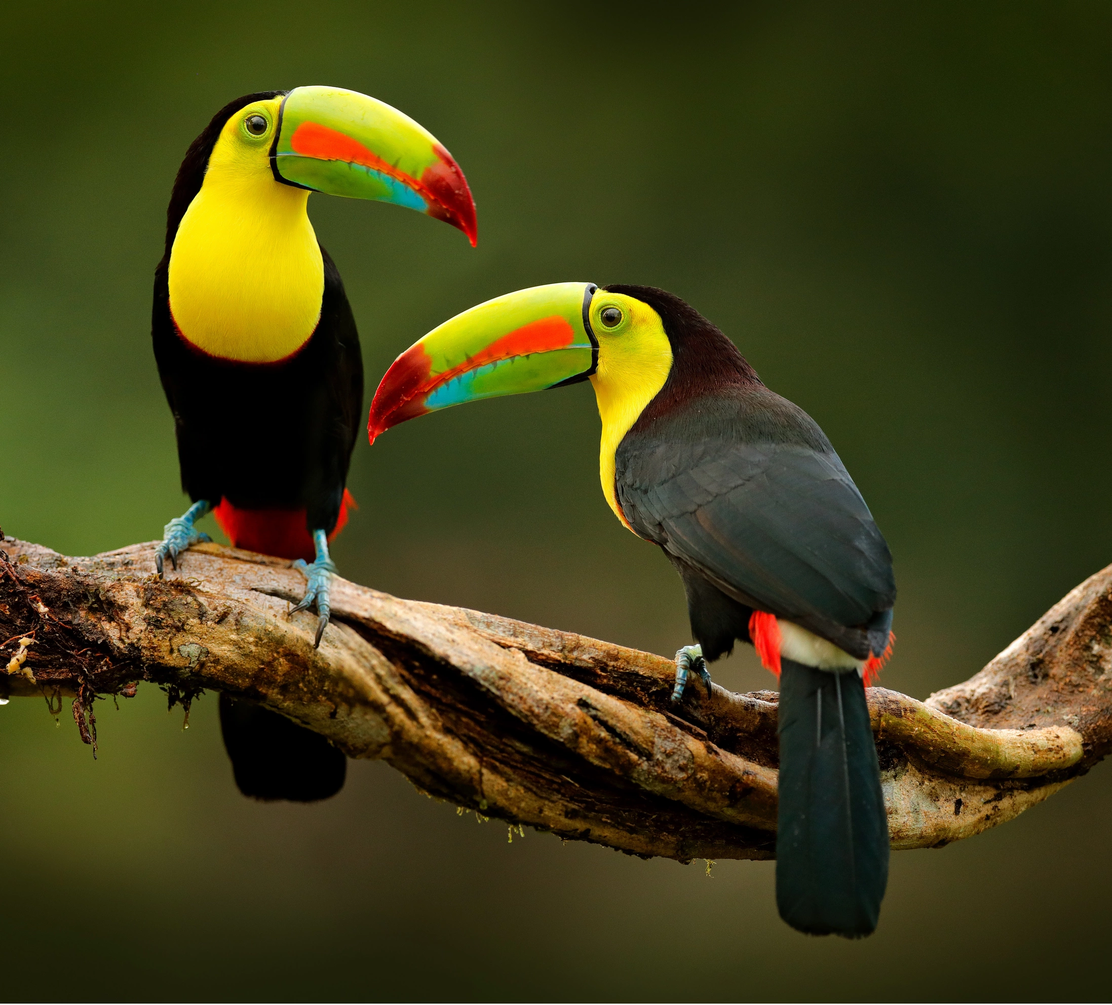 FAVNA . We, The Animals.