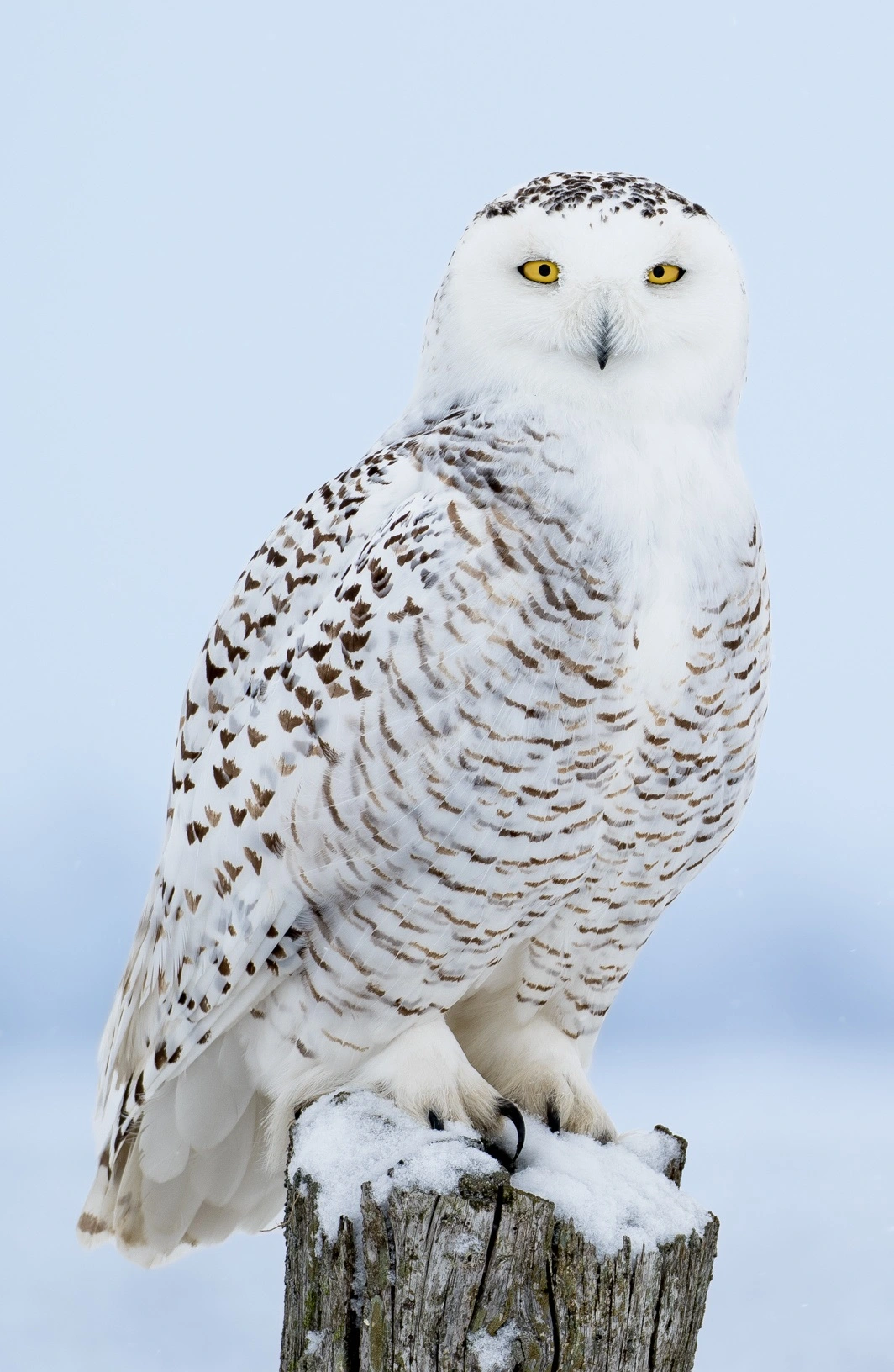 FAVNA . We, The Animals.